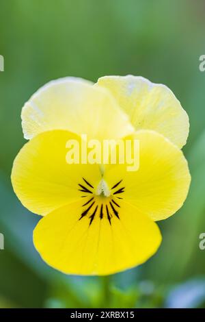 Wild pansy with dewdrops Stock Photo - Alamy