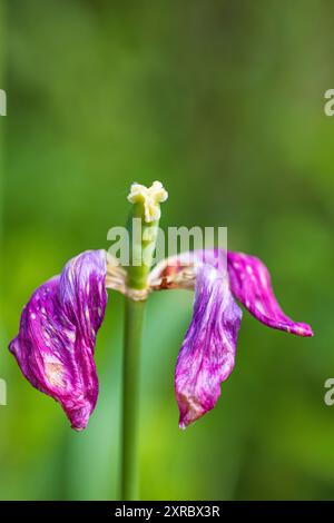 a faded tulip, close-up Stock Photo - Alamy