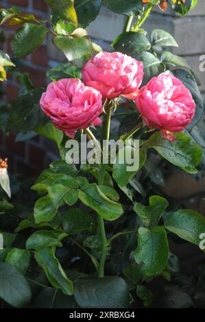 Copenhagen/ Denmark/09 August 2024/Pink rose flwoers tiny garden in ...