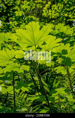 Backlit Devils club plants (Oplopanax horridus) in the spring along the ...