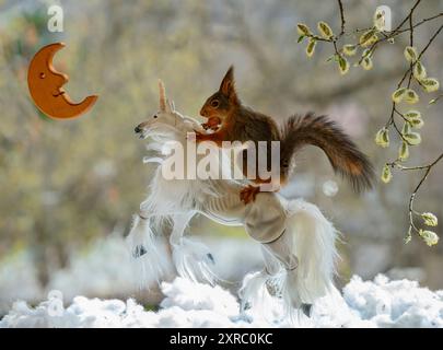 red squirrel rides on a unicorn Eurasian Stock Photo - Alamy