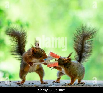 red squirrels with false teeth toothbrush and toothpaste Stock Photo ...