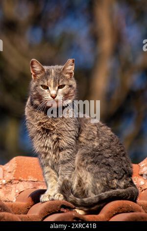 Sumatran tiger in the rainforests of Sumatra, Indonesia. Carnivorous ...