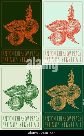 Vector drawing ANTON CHEKHOV PEACH. Hand drawn illustration. Latin name ...
