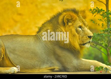Male lion in Zoo, Rio de Janero, Brazil Stock Photo - Alamy