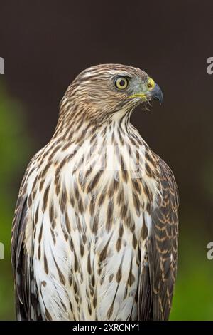 A close up portraiture of a pretty cooper's hawk in north Idaho Stock ...