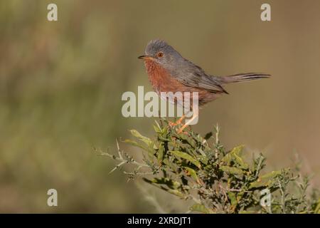 Dartford's Warbler, Hide El Hontanar, Comunidad Valenciana, Spain, May ...
