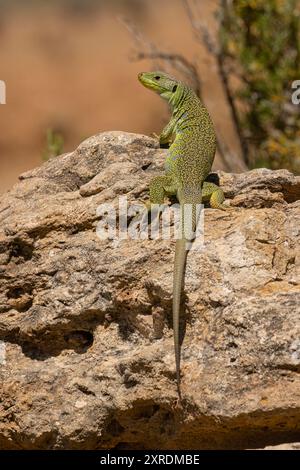 Ocellated Lizard, El Hontanar hide, Comunidad Valenciana, Spain, May ...