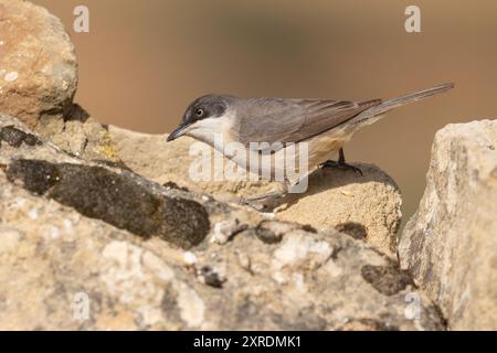 Western Orphean Warbler, El Hontanar hide, Spain, May 2024 Stock Photo ...