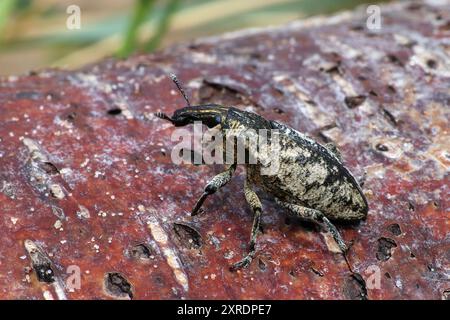 Large Thistle Weevil (Cleonis pigra Stock Photo - Alamy