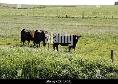 PLYMOUTH COUNTY/IOWA /USA-Cattles grazing in Plymouth county formland ...