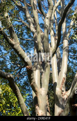 Heavy branches of a water gum tree (Tristaniopsis laurina), Australian ...