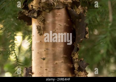 Shiny metallic-looking tree trunk of Australian native hoop pine tree ...
