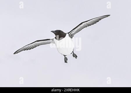 Common Murre in flight at Hornøya island, Norway Stock Photo - Alamy