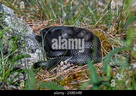 Grass snake with new fresh skin Stock Photo - Alamy
