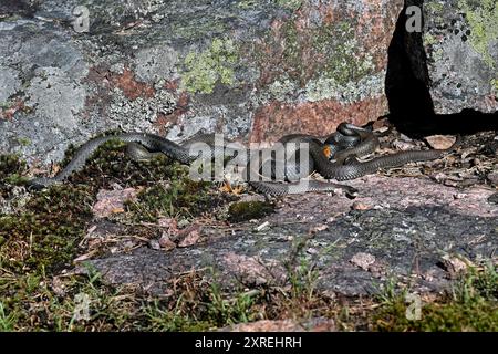 Grass snakes meeting in morning Stock Photo - Alamy