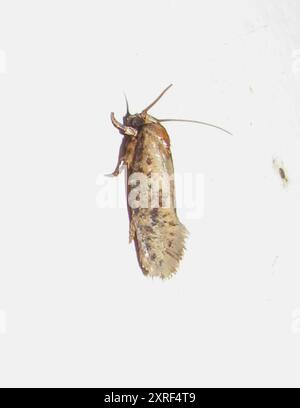 Burrowing Webworm Moths (Acrolophinae) Insecta Stock Photo - Alamy