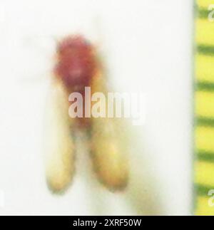 jumping plant lice (Psyllidae) Insecta Stock Photo - Alamy