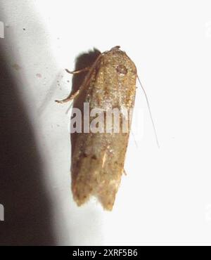 Blastobasid Moths (Blastobasidae) Insecta Stock Photo - Alamy