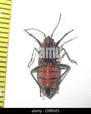 Seed-eating Bugs (Graptostethus) Insecta Stock Photo - Alamy