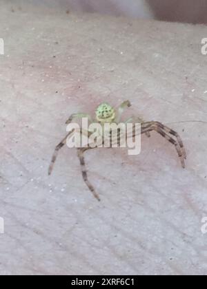 Flower Spiders (Diaea) Arachnida Stock Photo - Alamy