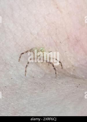 Flower Spiders (Diaea) Arachnida Stock Photo - Alamy