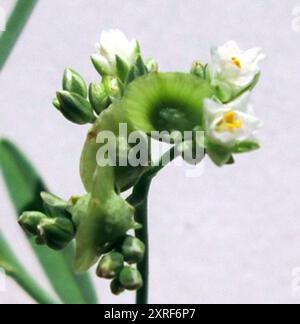 (Limeum pterocarpum pterocarpum) Plantae Stock Photo - Alamy