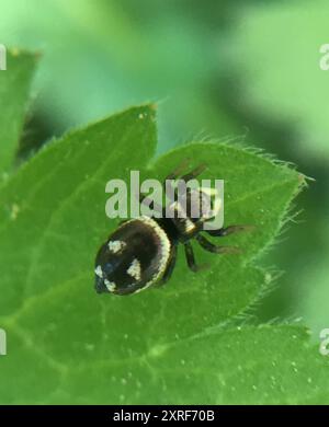 Sun Jumping Spiders (Heliophanus) Arachnida Stock Photo - Alamy