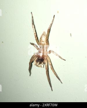 garden ghost spider (Hibana gracilis) Arachnida Stock Photo - Alamy