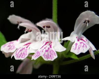 (Matsumurella tuberifera) Plantae Stock Photo - Alamy