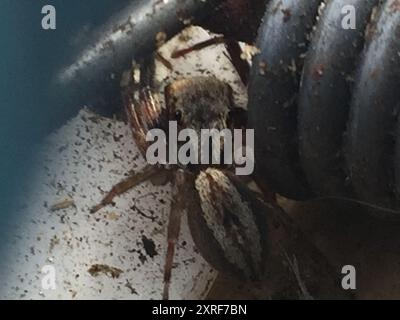 Golden-brown Jumping Spider (Trite auricoma) Arachnida Stock Photo - Alamy