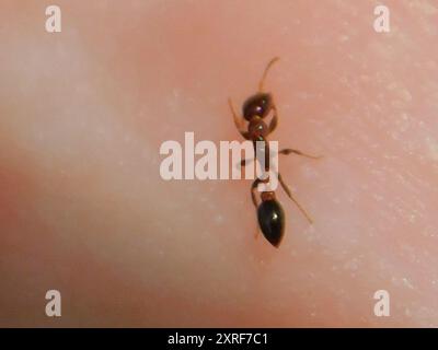 Shining Dark Twig Ant (Pseudomyrmex ejectus) Insecta Stock Photo - Alamy