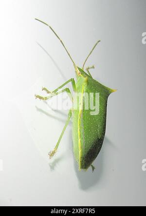 (Loxa viridis) Insecta Stock Photo - Alamy