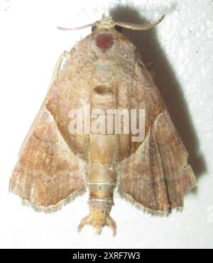 (Radara vacillans) Insecta Stock Photo - Alamy