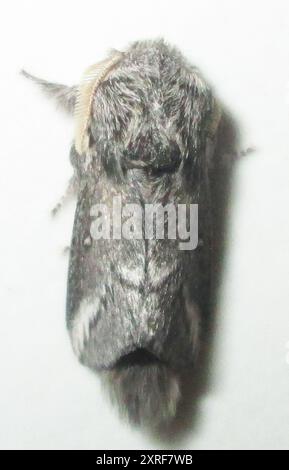 (Sena parva) Insecta Stock Photo - Alamy
