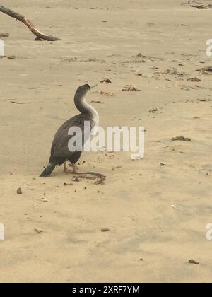 Mainland Spotted Shag (Phalacrocorax punctatus punctatus) Aves Stock ...