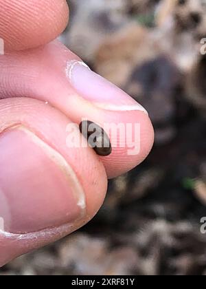 Rounded Snail (Gonyodiscus rotundatus) Mollusca Stock Photo - Alamy