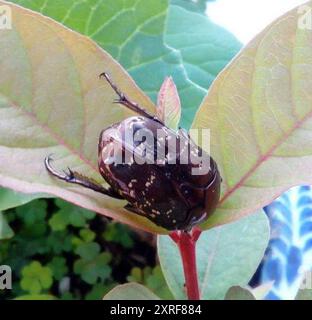 (Protaetia orientalis sakaii) Insecta Stock Photo - Alamy