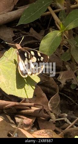 Grass Demon (Udaspes folus), Insecta, Dolvan, Tapi, GJ, IN Stock Photo ...
