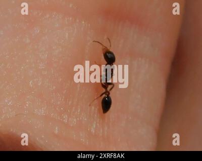 Twig Ant (Pseudomyrmex ejectus Stock Photo - Alamy