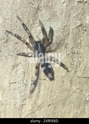 Eastern White-tail Spider (Lampona murina) Arachnida Stock Photo - Alamy