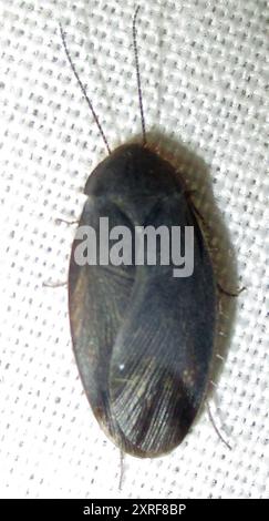 Sand Cockroaches (Corydiidae) Insecta Stock Photo - Alamy