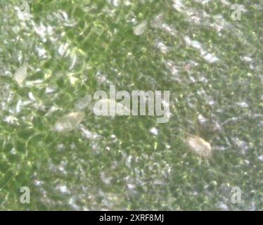 Broad Mite (Polyphagotarsonemus latus) Arachnida Stock Photo - Alamy