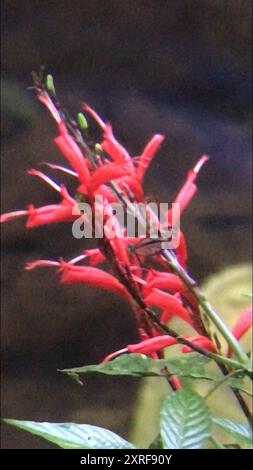 Clearwings and Tigerwings (Ithomiini) Insecta Stock Photo - Alamy