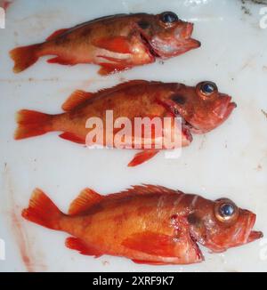 Rockfishes (Sebastes) Actinopterygii Stock Photo - Alamy