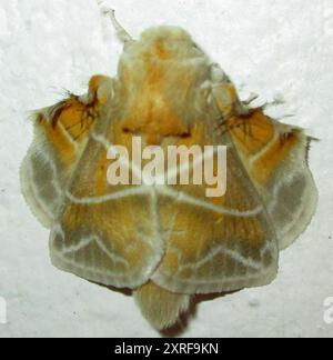 (Eucraera salammbo) Insecta Stock Photo - Alamy