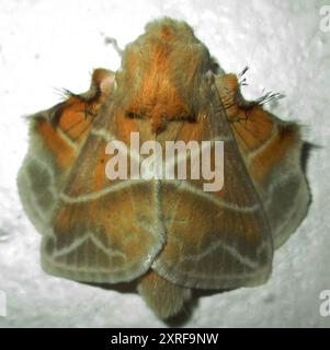 (Eucraera salammbo) Insecta Stock Photo - Alamy