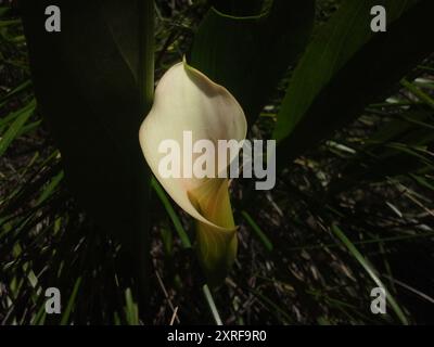 Pink Arum (Zantedeschia rehmannii) Plantae Stock Photo - Alamy
