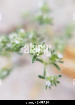 Redroot Cryptantha (Eremocarya micrantha) Plantae Stock Photo - Alamy