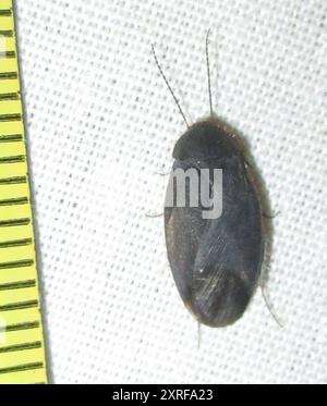 Sand Cockroaches (Corydiidae) Insecta Stock Photo - Alamy